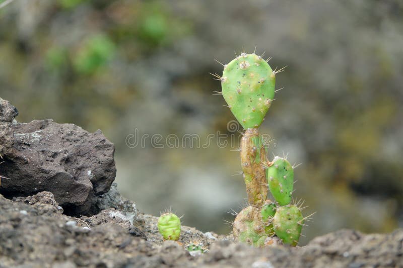 Cactus tender shoot stock image. Image of shoot, nature - 356656857