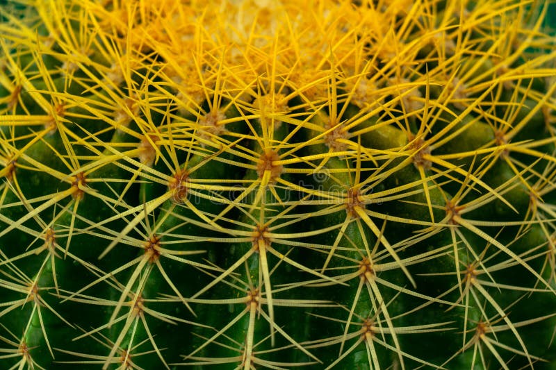 Close up of cactus texture stock photo. Image of spine - 277639968