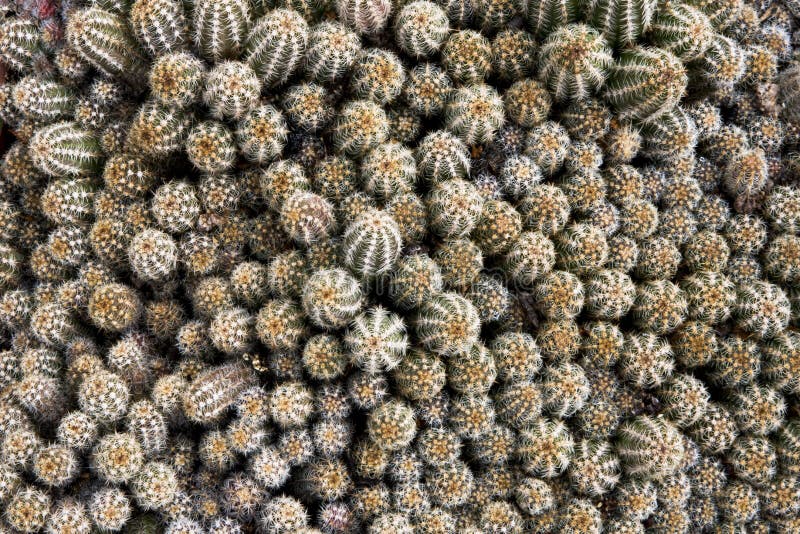 Close-up of cactus texture stock photo. Image of botany - 148712196