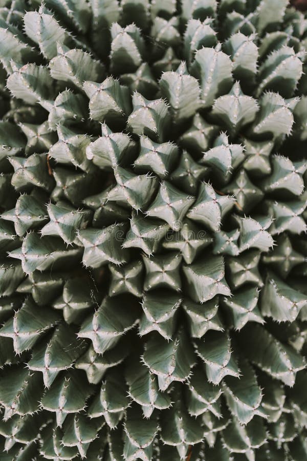 Close Up Cactus Texture Detail Stock Image - Image of flora, close ...
