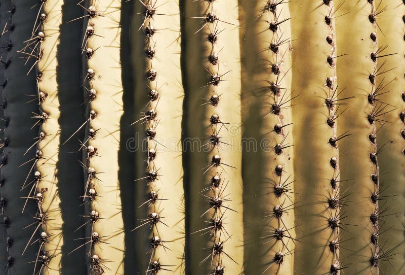 Close-up Cactus. Textures Style Stock Image - Image of orange ...