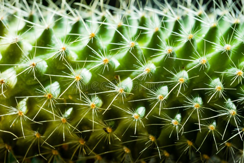 Close Up of Cactus Top View Stock Image - Image of spiky, macro: 126921325