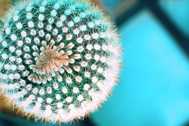 Close-up Cactus View from the Top Stock Image - Image of botany ...