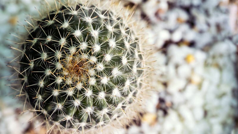 Close-up Cactus View from the Top. Stock Image - Image of summer, grow ...