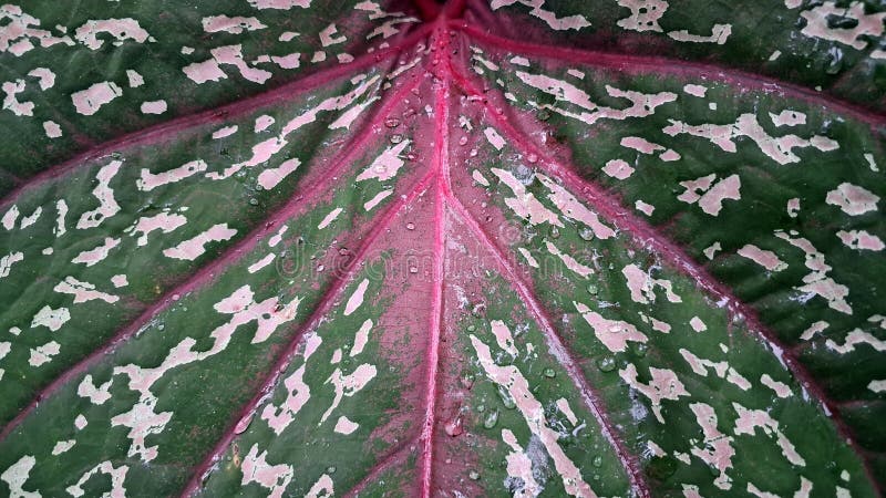 Close-Up of Caladium Bicolor Leaf with Textured Patterns, Perfect for ...