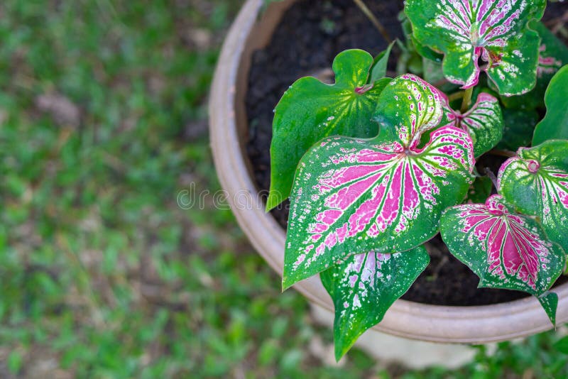 Caladium in a Potted Isolated on White Background with Copy Space ...