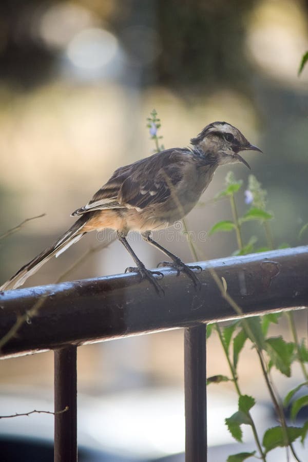 Close-up of a Calandria Chick. Mimus Saturninus Stock Image - Image of ...