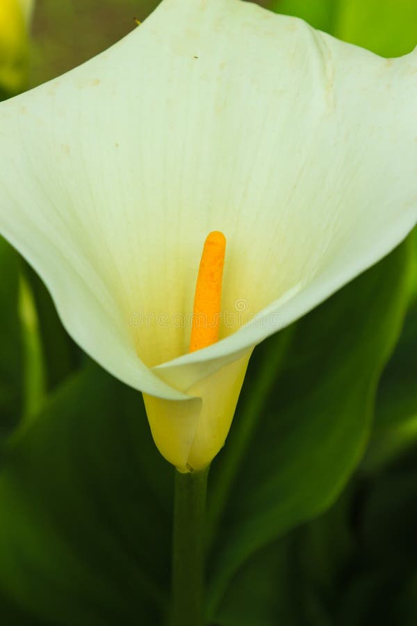 Close up Calas stock image. Image of healthy, lifestyle - 52234125