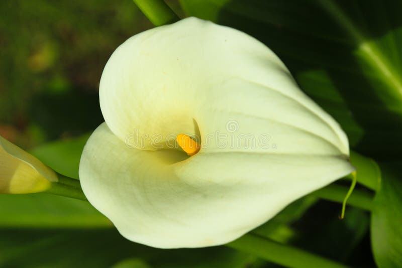Close up Calas stock photo. Image of flowers, close, healthy - 52234128