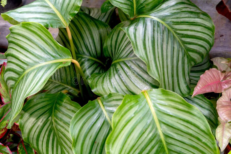 Close Up of Calathea Orbifolia Leaves Stock Image - Image of shiny ...