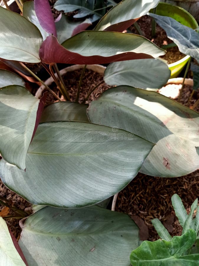 Close Up of Calathea Silver Plate Plant Stock Photo - Image of leaf ...