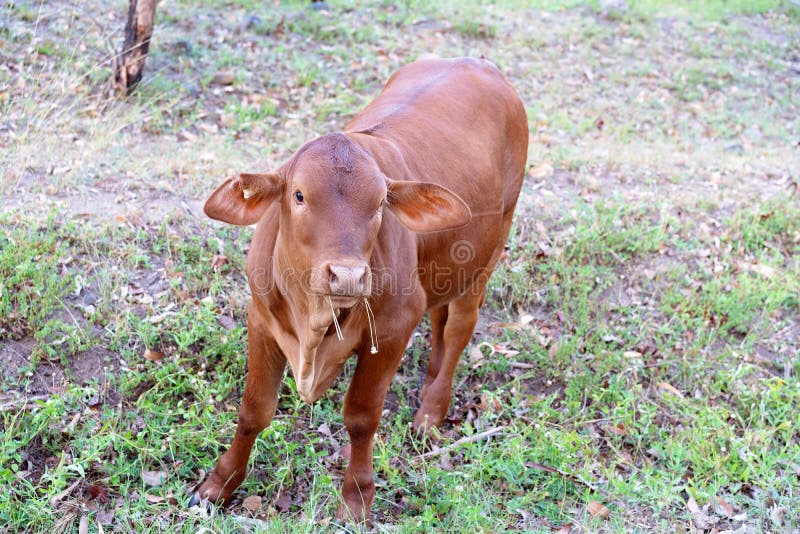 Calf Chewing Its Cud stock image. Image of beef, grazing - 138703073