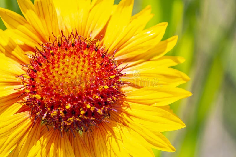 Calgary s green stock photo. Image of architecture, sights - 17093694