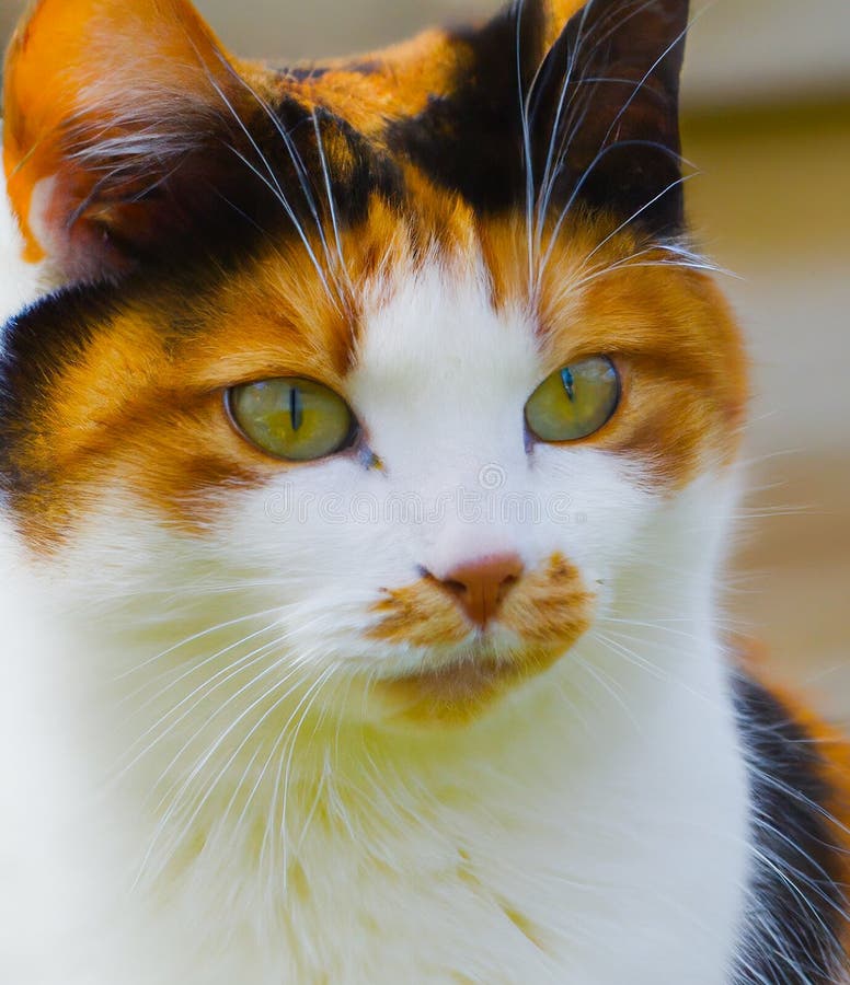 Close Up of Calico Cat Created Using Generative Ai Technology Stock ...