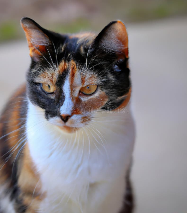 Close Up of Calico Cat Created Using Generative Ai Technology Stock ...