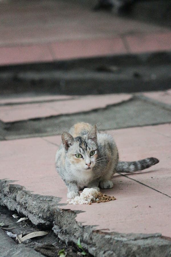 Close-up of a Calico Cat Eating a Bowl of Food on a Concrete Surface ...