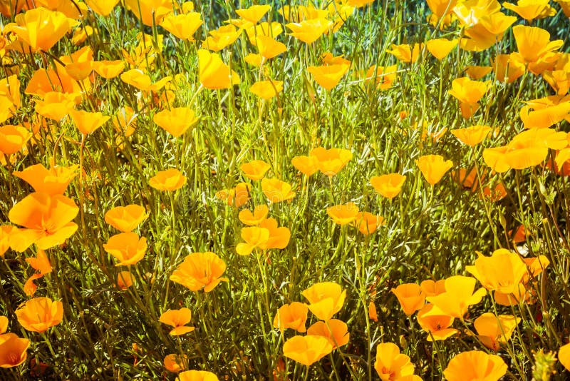 Close Up of California Poppies Stock Photo - Image of tonto, daylight ...