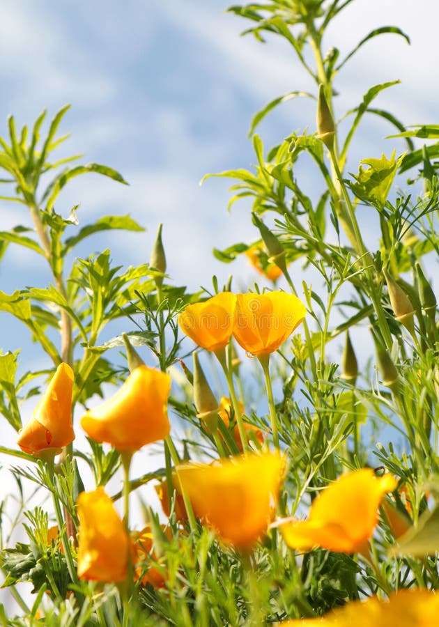 Close Up of California Poppy Flower Stock Photo - Image of angiosperm ...