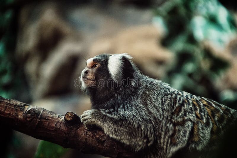 Close up of a Callithrix stock image. Image of monkey - 256278709