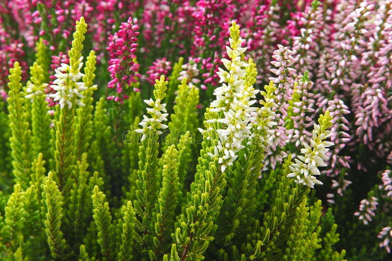 Close Up of Calluna Heathers of Several Colors Stock Photo - Image of ...