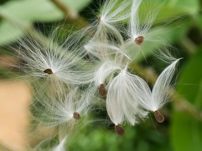 Close Up of Calotropis Gigantea Seeds Stock Image - Image of natural ...