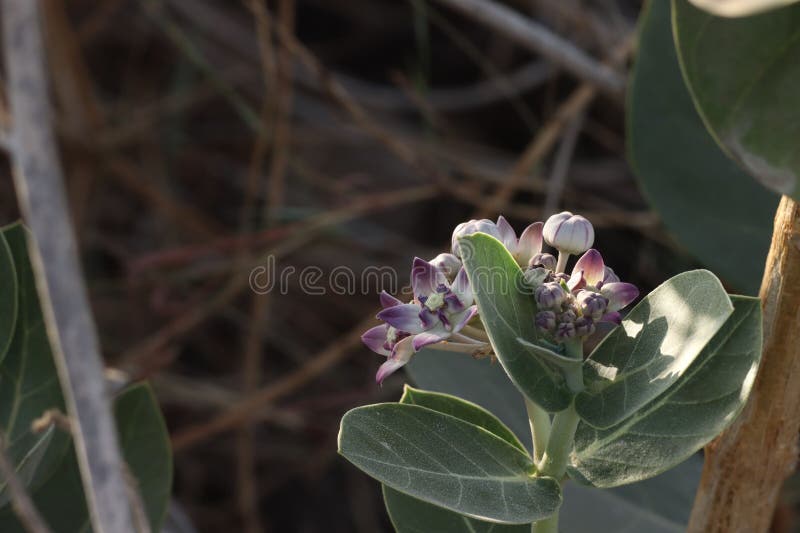 Calotropis Procera is a Species of Flowering Plant in the Family ...