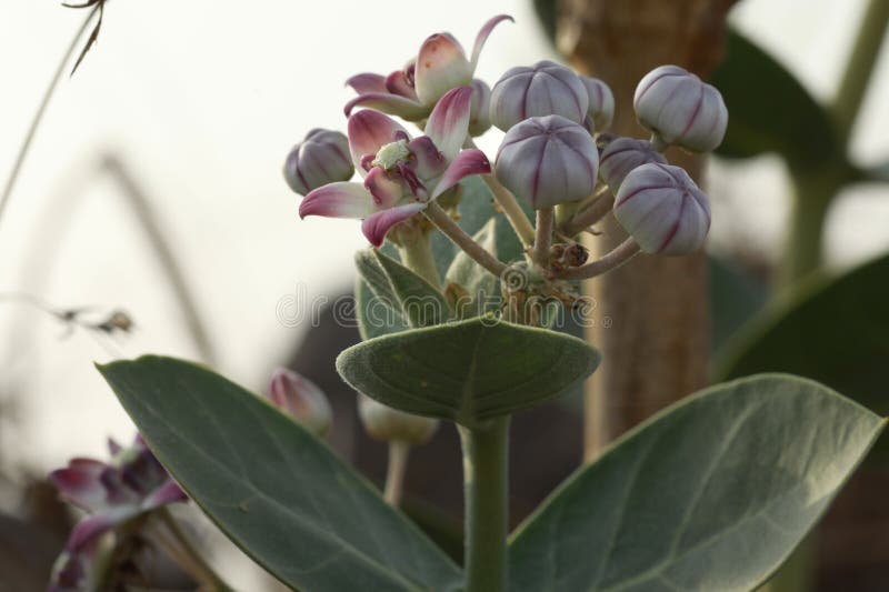 Calotropis Procera, Calotropis Gigantea, Giant Calotrope, Milkweeds ...