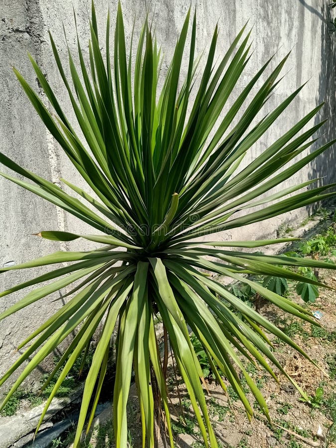 Close Up of Cambodian Dragon Tree Plant Stock Image - Image of leaf ...