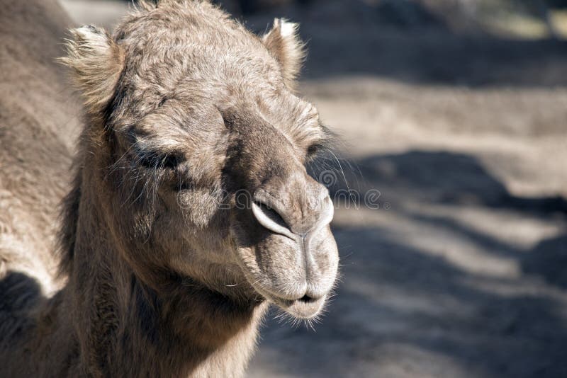 Close up camel stock photo. Image of brown, animal, domesticated ...