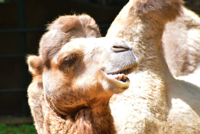 Smiling Camel Portrait, Cheerful Camel in the Sun Stock Image - Image ...