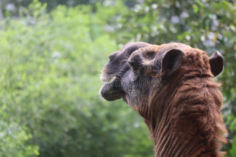 Close Up of the Camel from Behind Facing the Camera Stock Image - Image ...