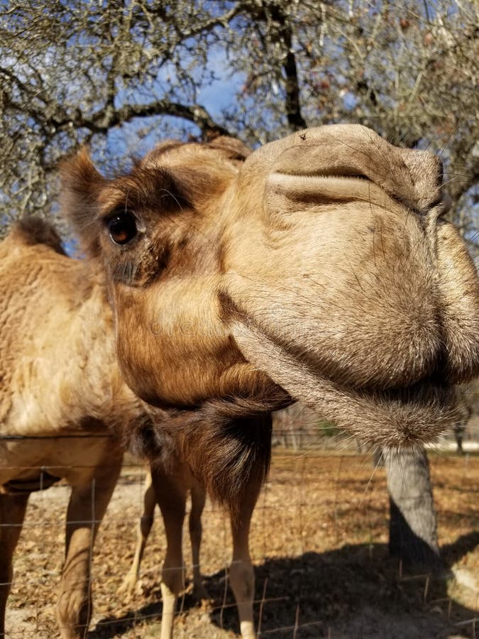 Close up of camel stock image. Image of mammal, close - 186067039