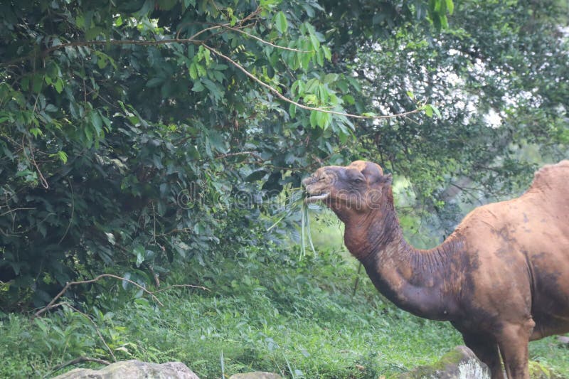 A Camel Eating stock image. Image of sahara, chewing - 48493841