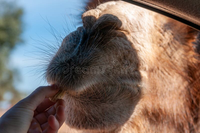Close Up of a Camel that Eats Nuts from the Hand of a Child at the Zoo ...