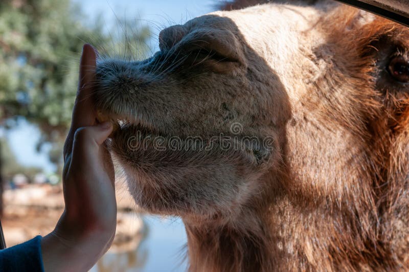 Close Up of a Camel that Eats Nuts from the Hand of a Child at the Zoo ...