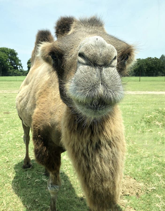 Close up of a camel face stock image. Image of africa - 126135447
