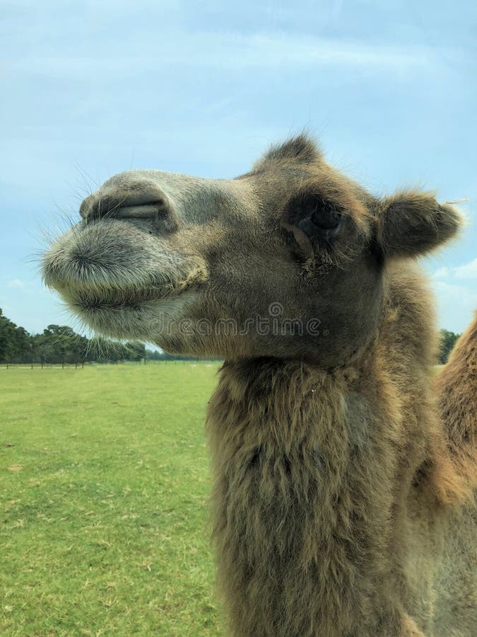 Close up of a camel face stock image. Image of looking - 126135453