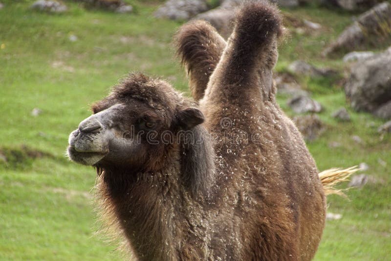 Close-up of a Camel on Field Stock Photo - Image of natural, large ...