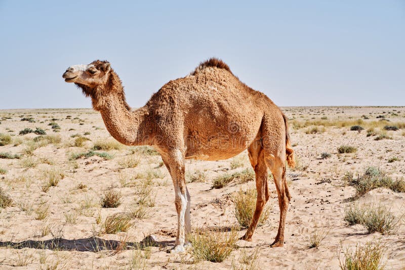 A close up of a camel stock photo. Image of headshot - 274930958