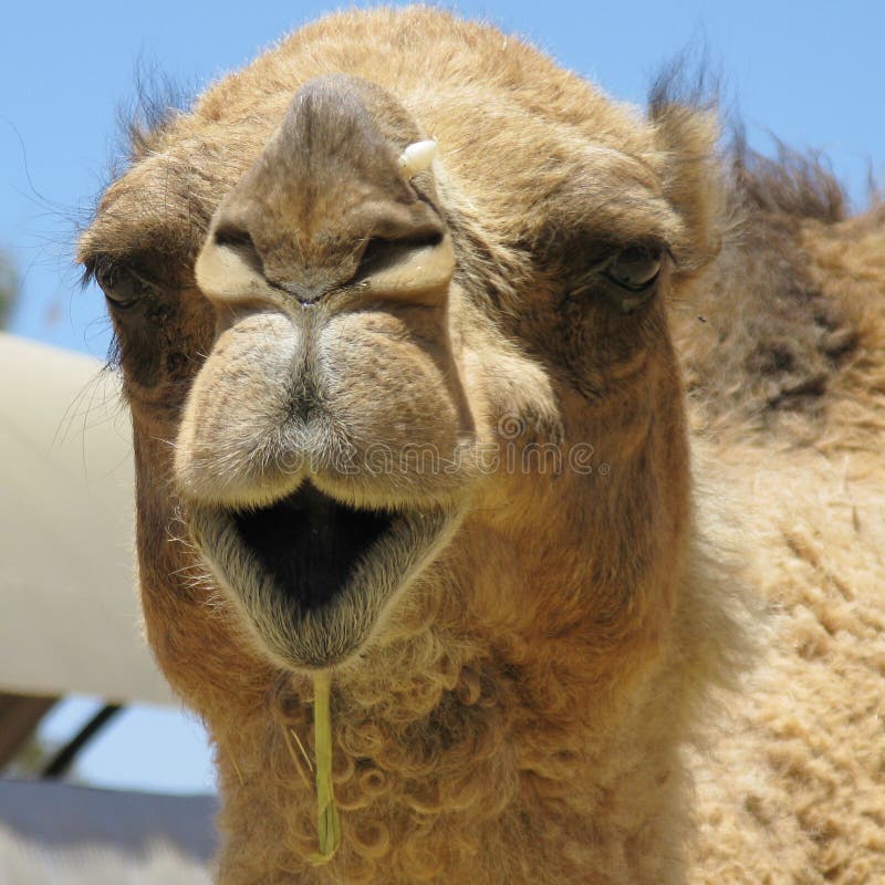Close Up of a Camel with a Halter Stock Image - Image of lips, chewing ...