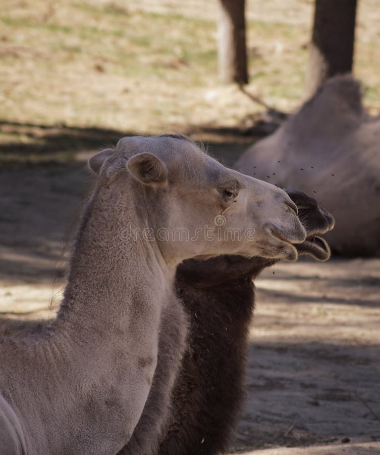 A Close Up of a Camel Outdoors Stock Image - Image of outdoor, brown ...