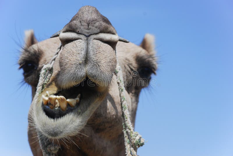Camel with Headphones Singing Passionately Stock Image - Image of humor ...