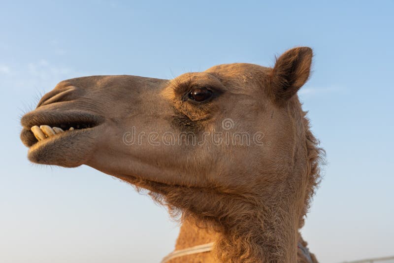 Close-up of a camel stock photo. Image of hump, dromedary - 148795136