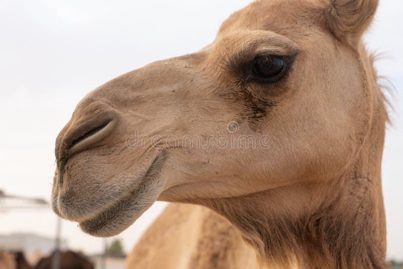 Close-up of a camel stock photo. Image of close, wild - 148795304