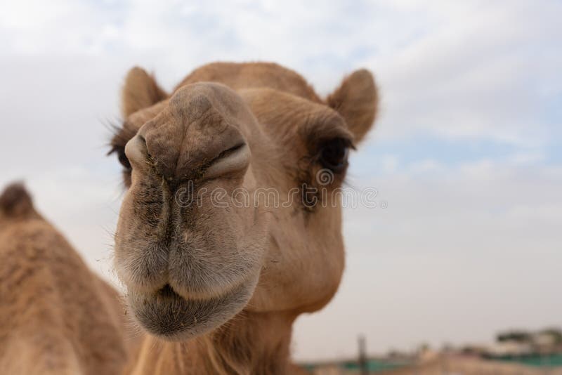 Close-up of a camel stock photo. Image of looking, wild - 148795542