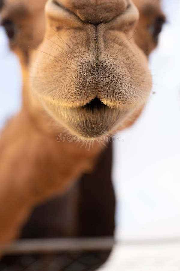 Close-up of a camel stock image. Image of hump, domestic - 148795941