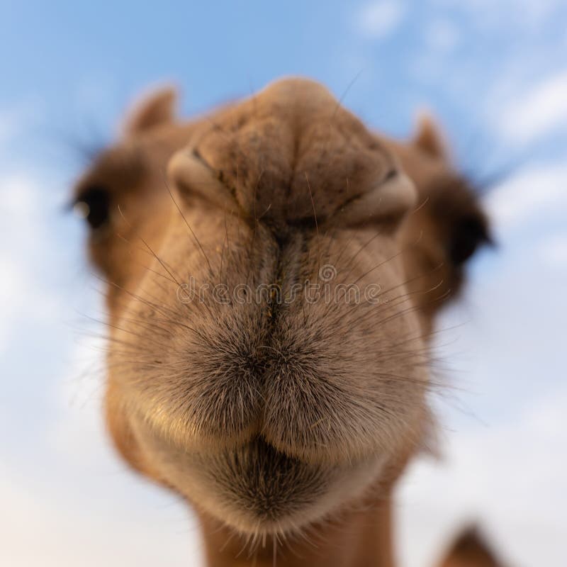 Close-up of a camel stock image. Image of hump, domestic - 148795941