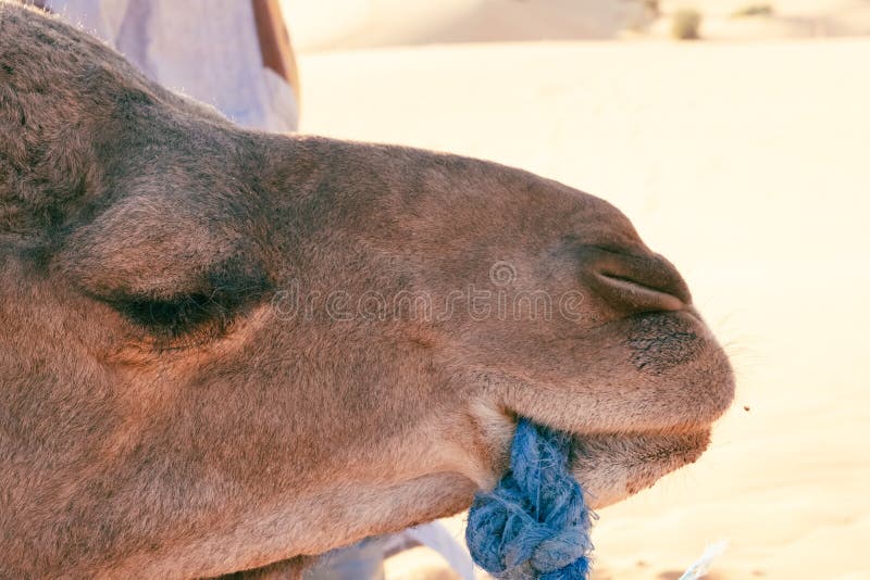 A Close-up of a Camel& X27;s Face, with Its Long Eyelashes and Rugged ...