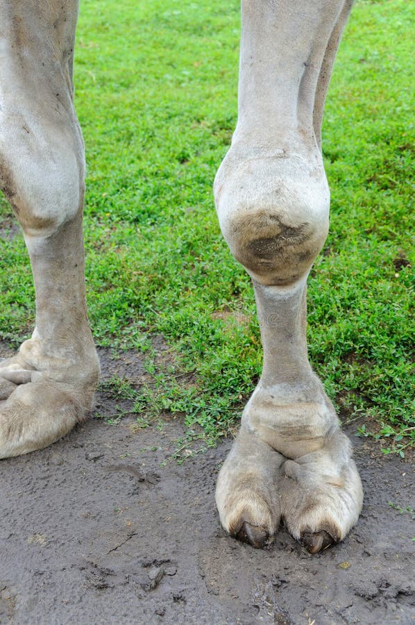 197 Camel Feet Stock Photos - Free & Royalty-Free Stock Photos from ...