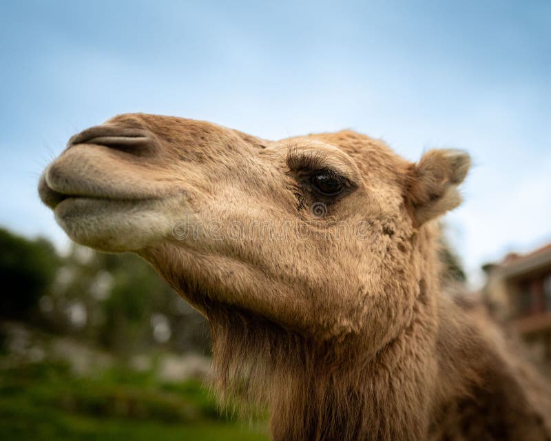 Close-Up of a Camelâ€™s Head: a Wildlife Photograph Stock Image - Image ...